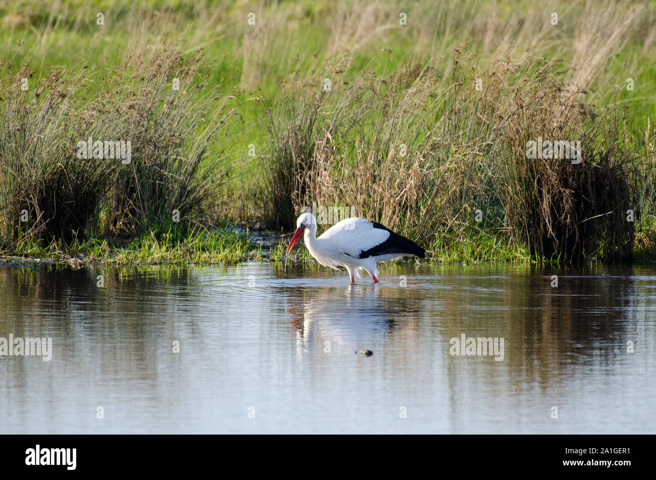 Stork in water Stock Photo - Alamy
