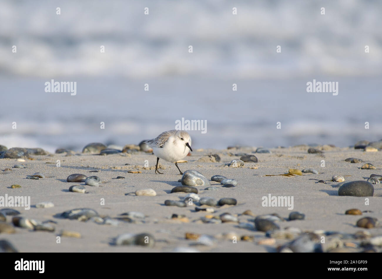 Sanderling on coast Stock Photo - Alamy