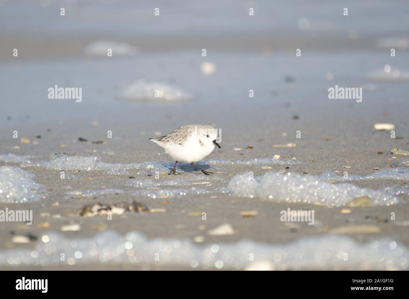 Sanderling migration hi-res stock photography and images - Alamy