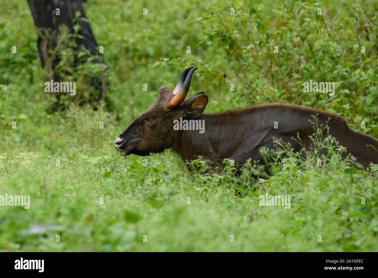 The gaur, also called the Indian bison, is the largest extant bovine ...