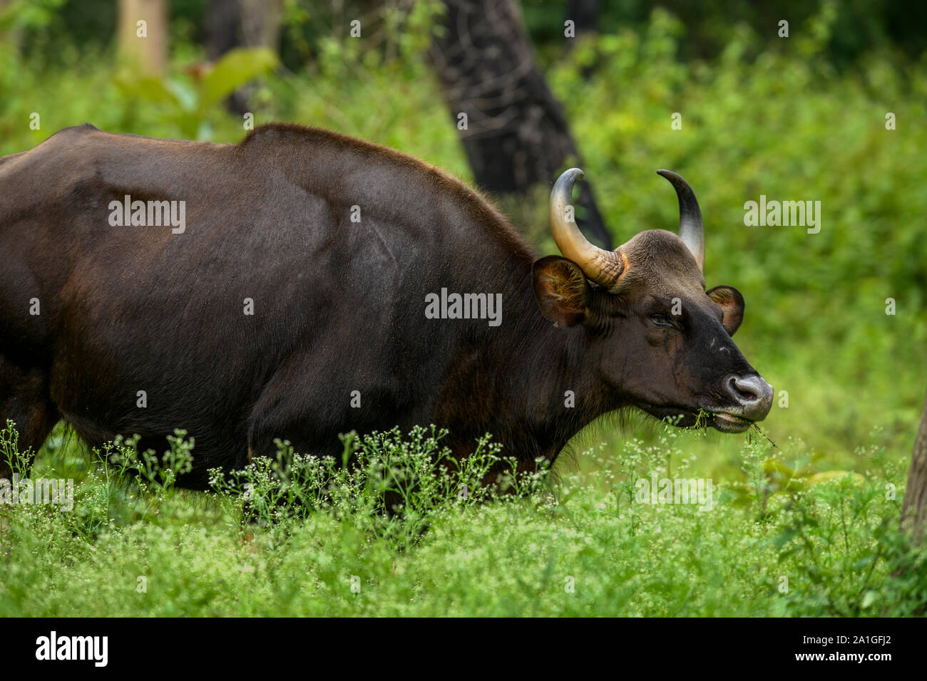 The gaur, also called the Indian bison, is the largest extant bovine ...