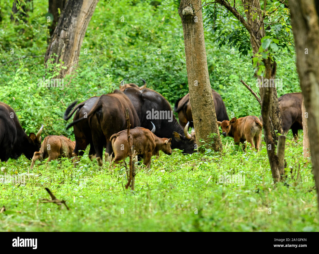 The gaur, also called the Indian bison, is the largest extant bovine ...