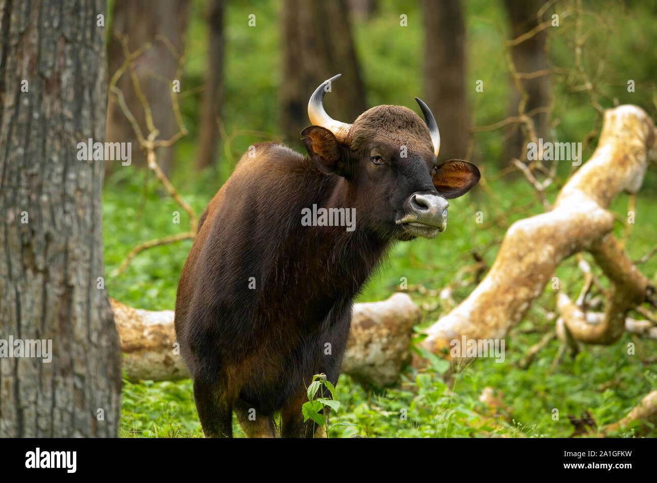 The gaur, also called the Indian bison, is the largest extant bovine ...