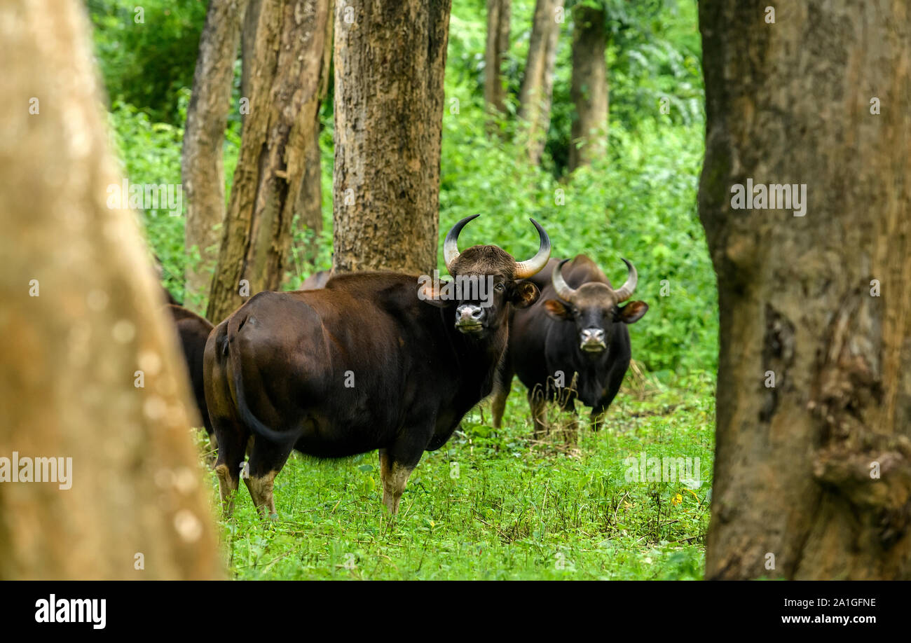 The gaur, also called the Indian bison, is the largest extant bovine ...