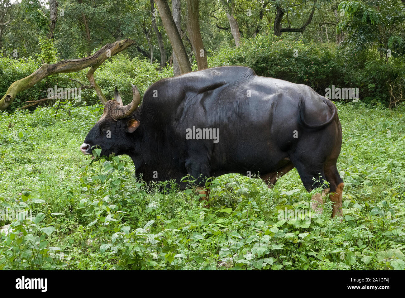 The gaur, also called the Indian bison, is the largest extant bovine ...