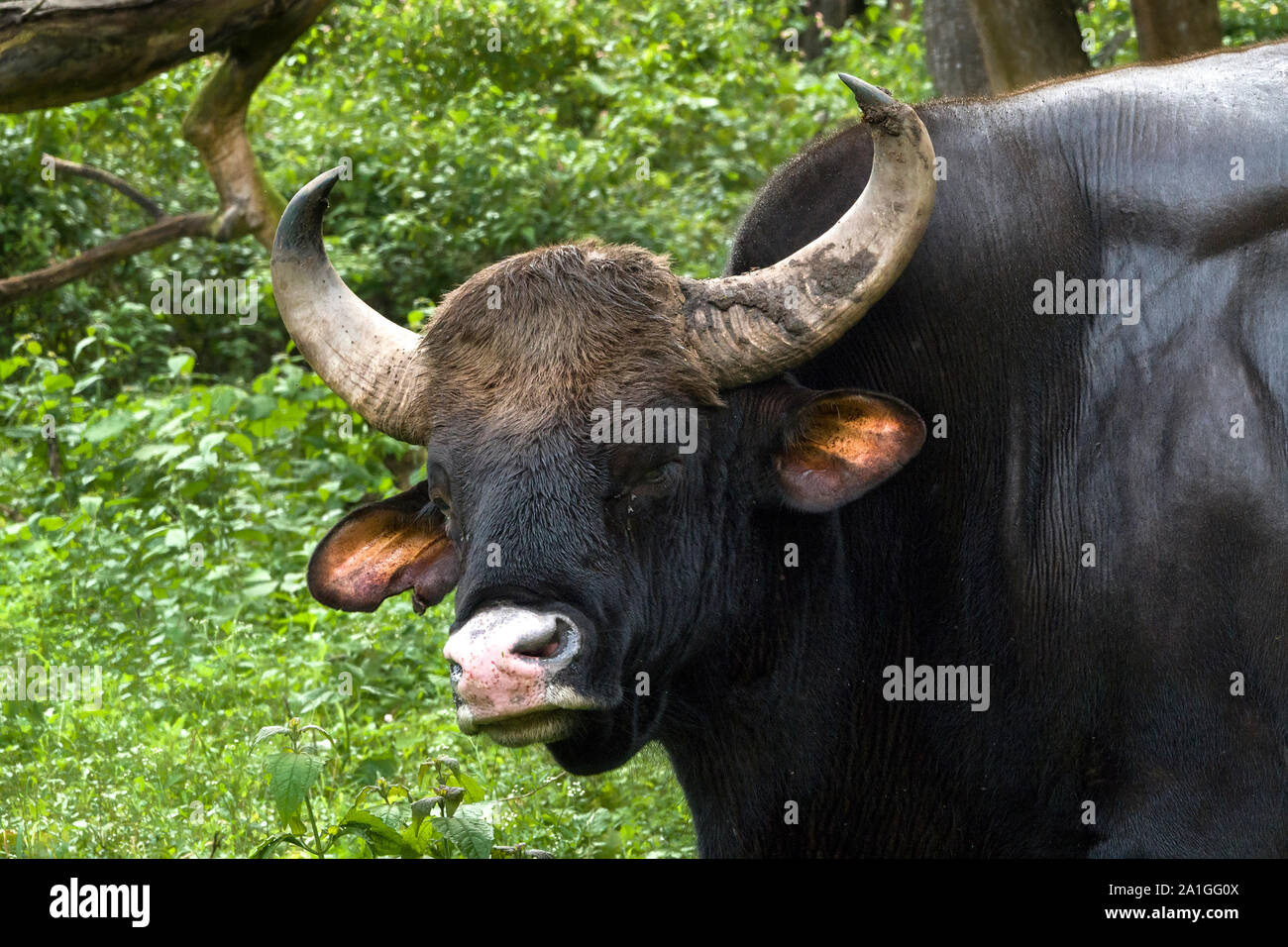 The gaur, also called the Indian bison, is the largest extant bovine ...