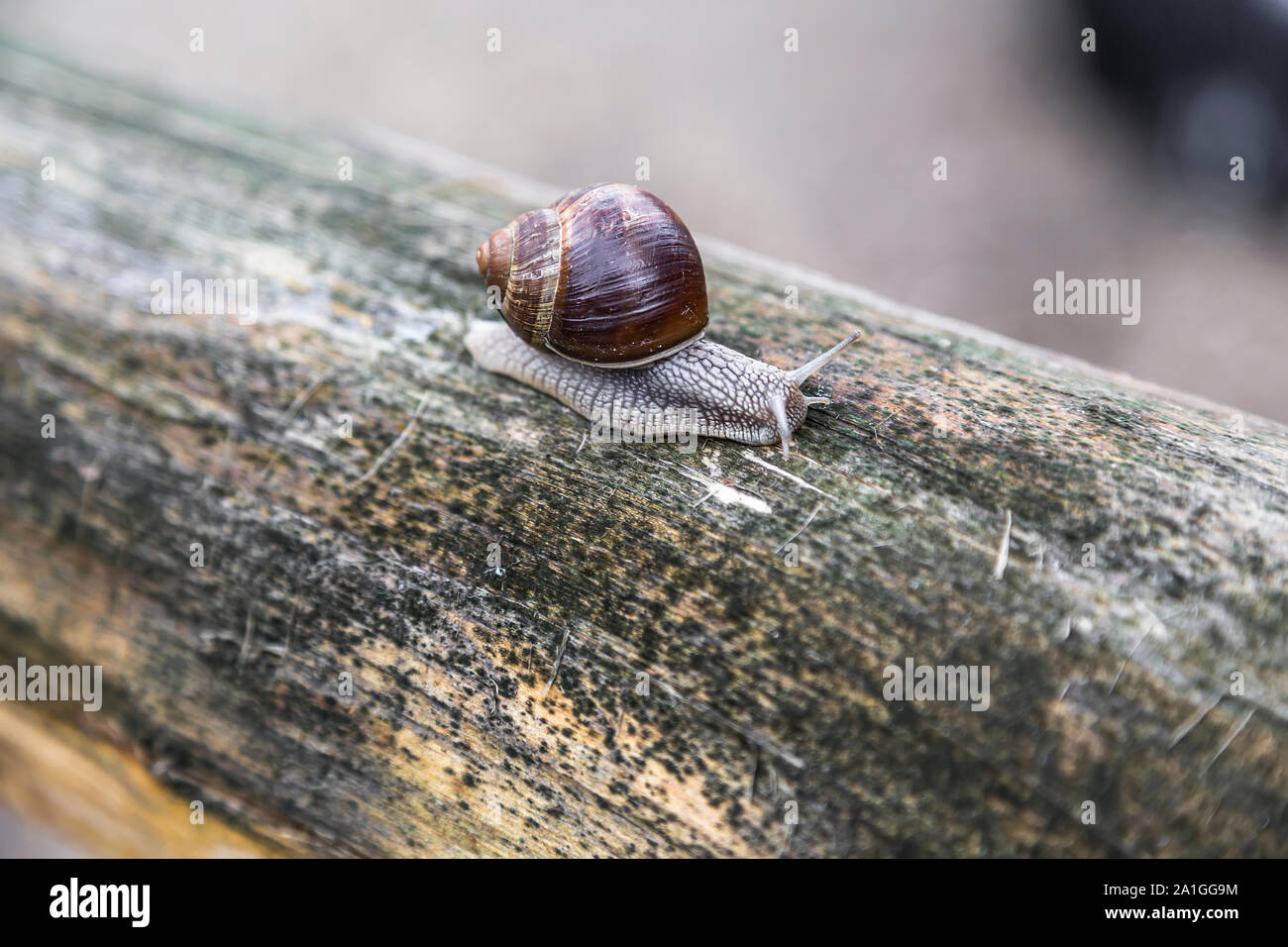 Old snail shell hi-res stock photography and images - Alamy