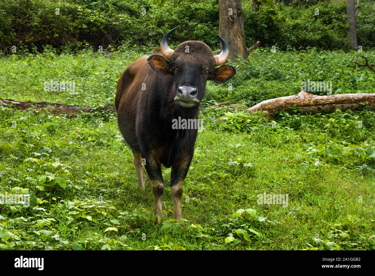 The gaur, also called the Indian bison, is the largest extant bovine ...