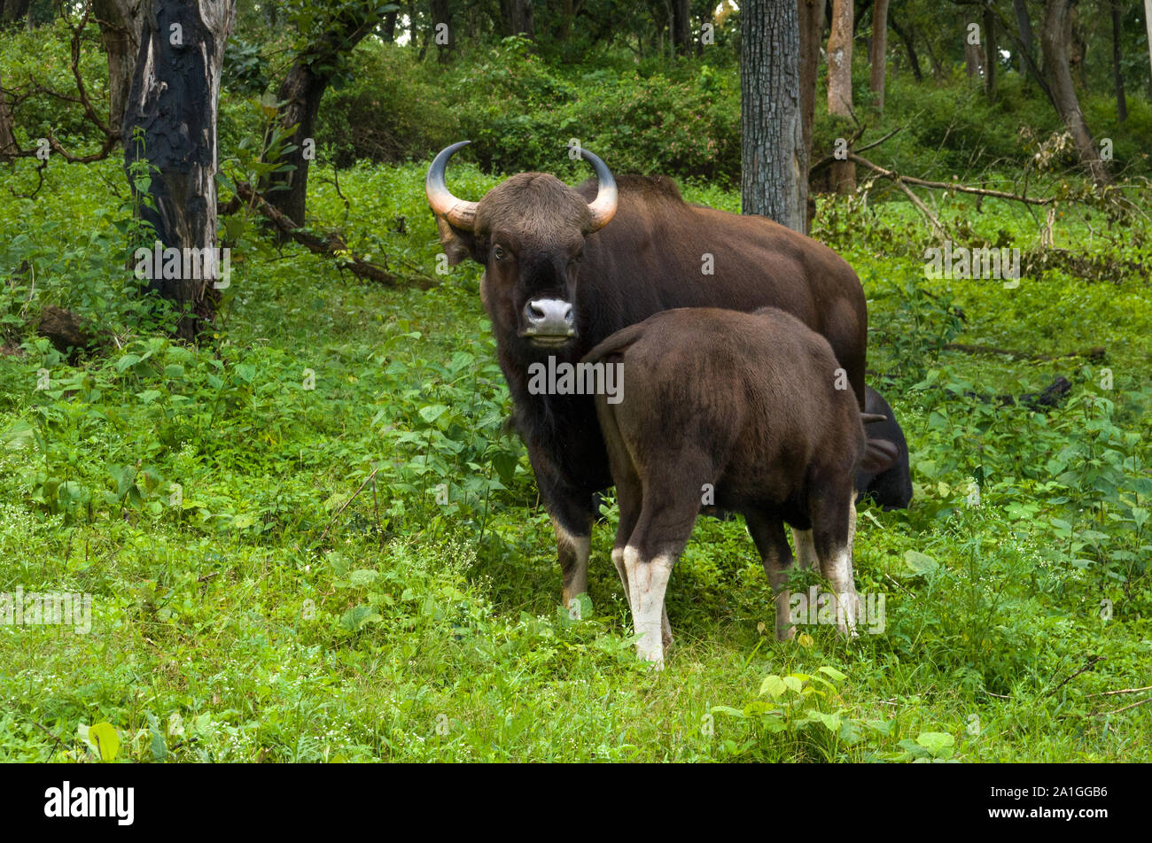 The gaur, also called the Indian bison, is the largest extant bovine ...