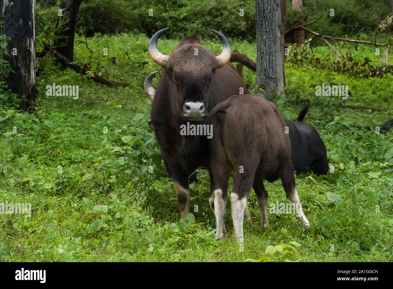 The gaur, also called the Indian bison, is the largest extant bovine ...