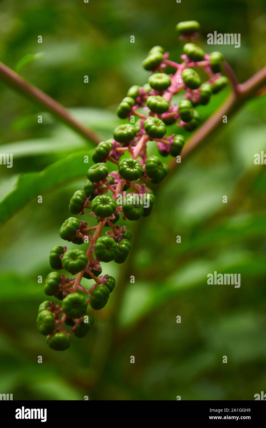American pokeweed phytolacca americana hi-res stock photography and ...
