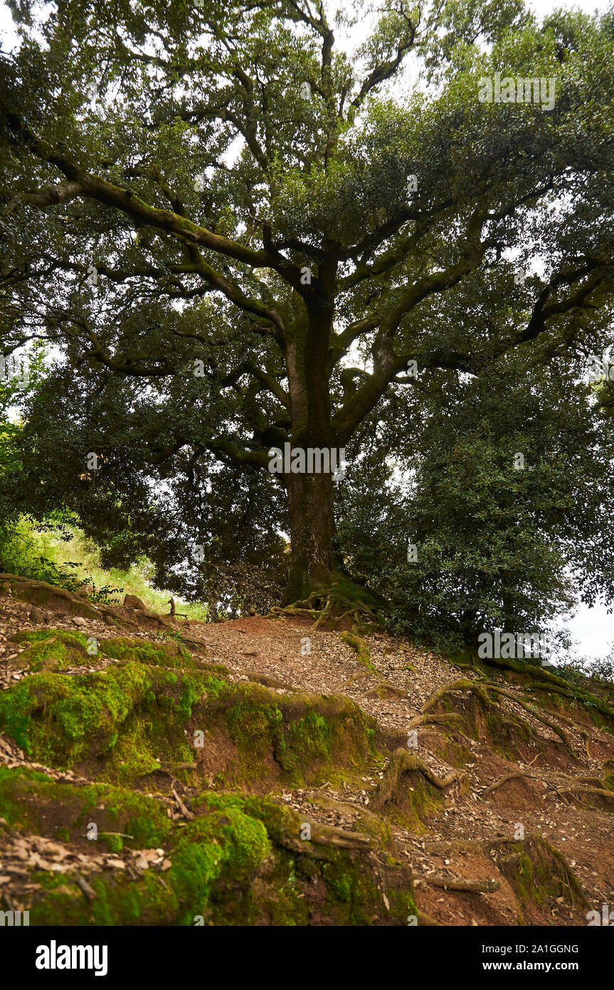 Great ancient holly oak tree (Quercus ilex) in Santa Margarida volcano ...