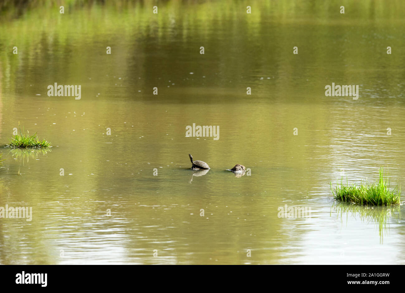 Indian spotted turtle hi-res stock photography and images - Alamy