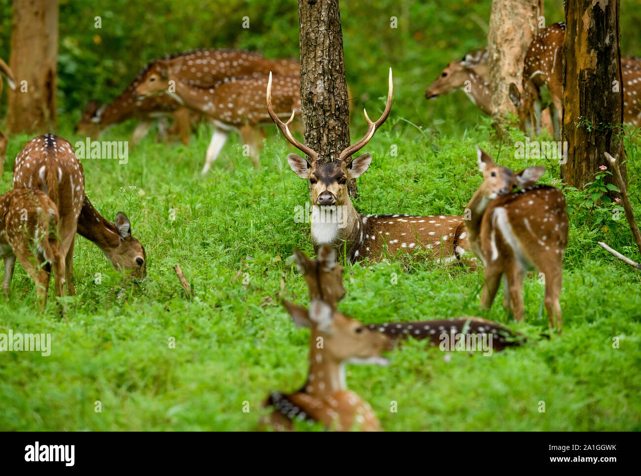 Young male chital fighting hi-res stock photography and images - Alamy