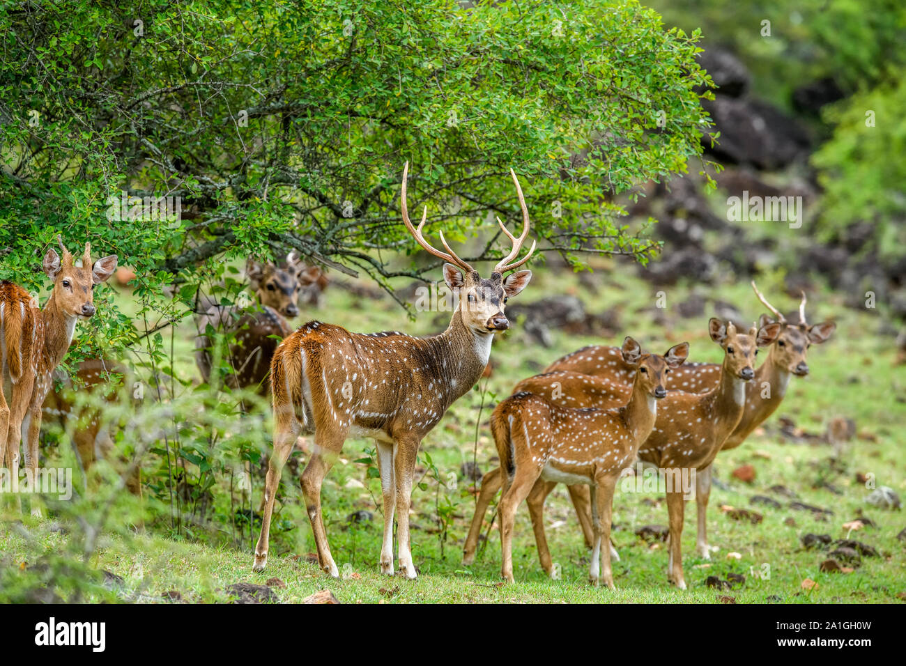 Young male chital fighting hi-res stock photography and images - Alamy