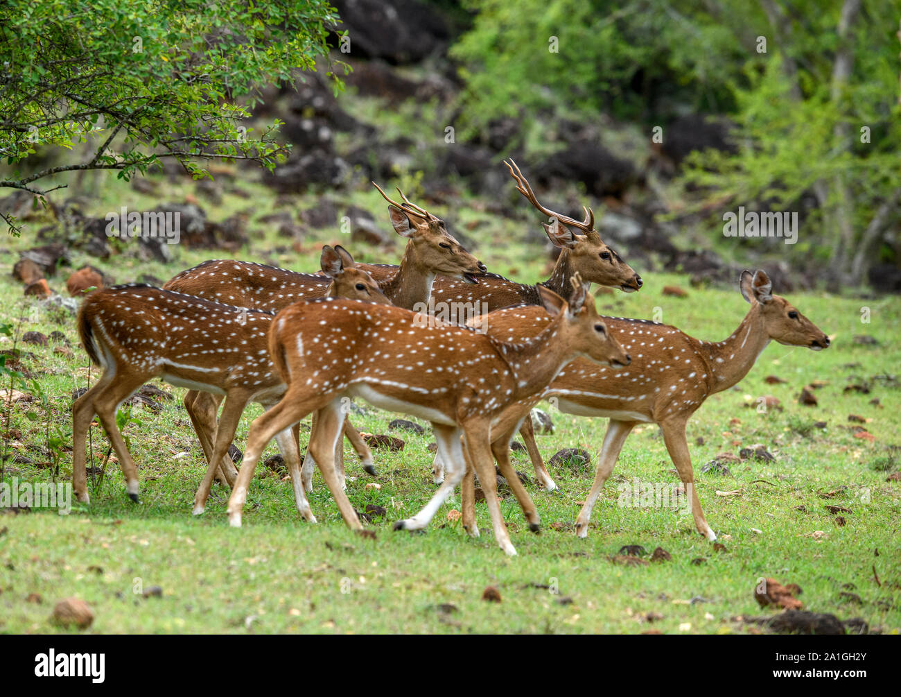 Young male chital fighting hi-res stock photography and images - Alamy
