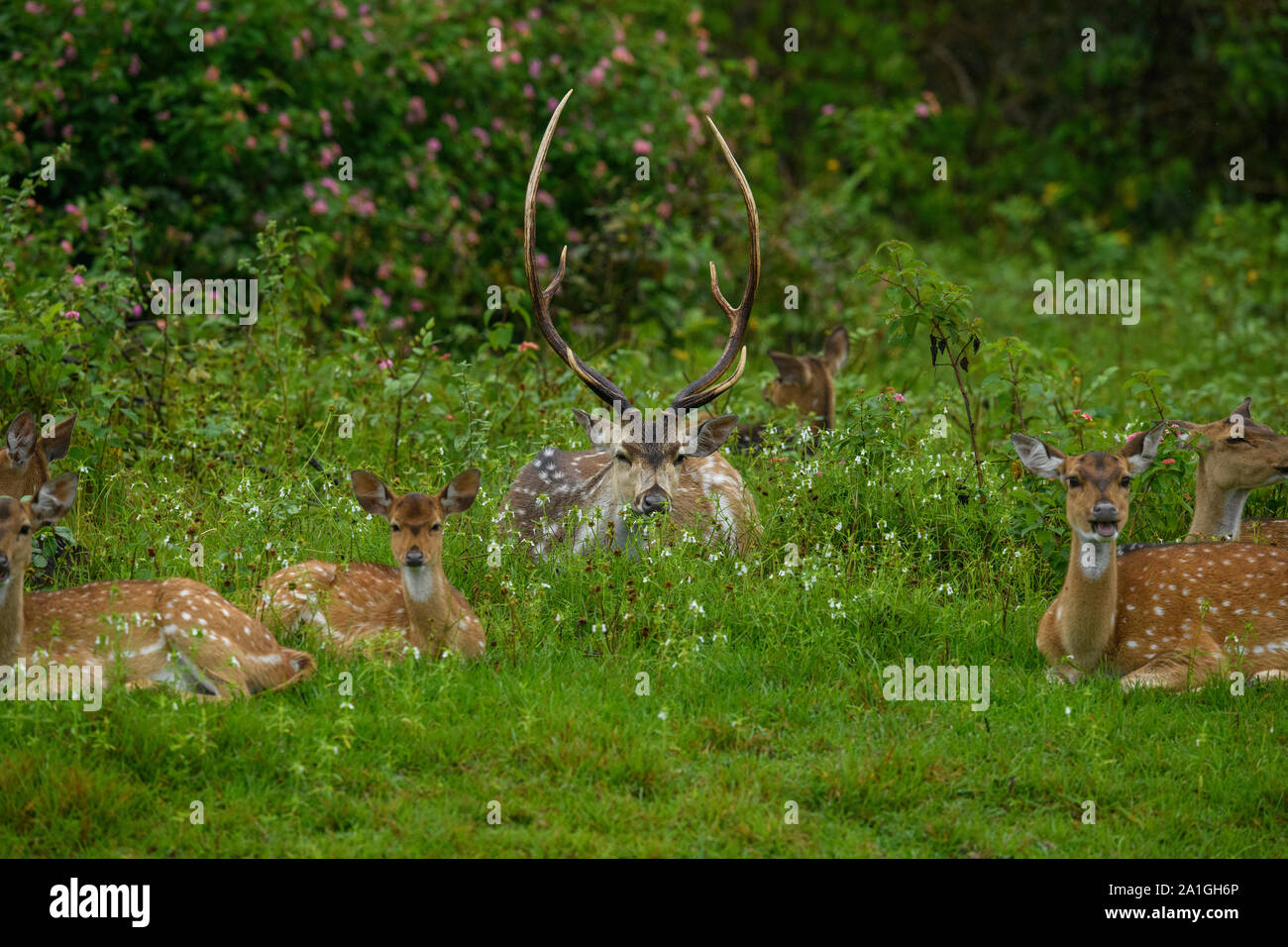 Young male chital fighting hi-res stock photography and images - Alamy