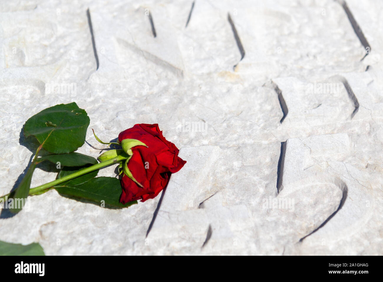 Rose remember me flower hi-res stock photography and images - Alamy