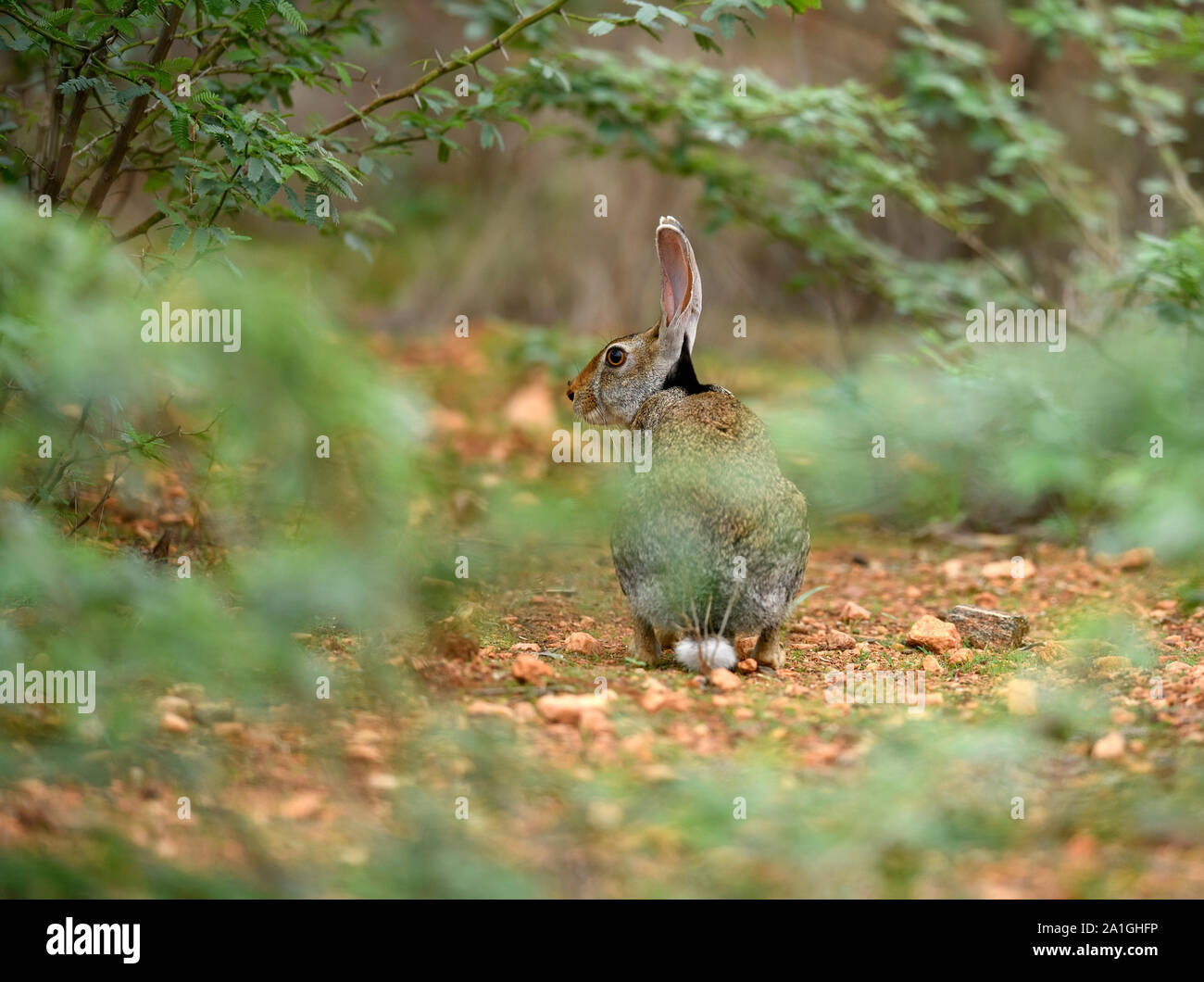 Indian hare lepus nigricollis in hi-res stock photography and images ...