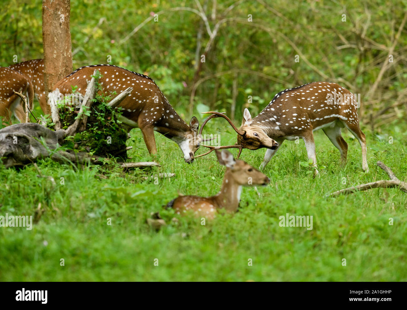 Young male chital fighting hi-res stock photography and images - Alamy