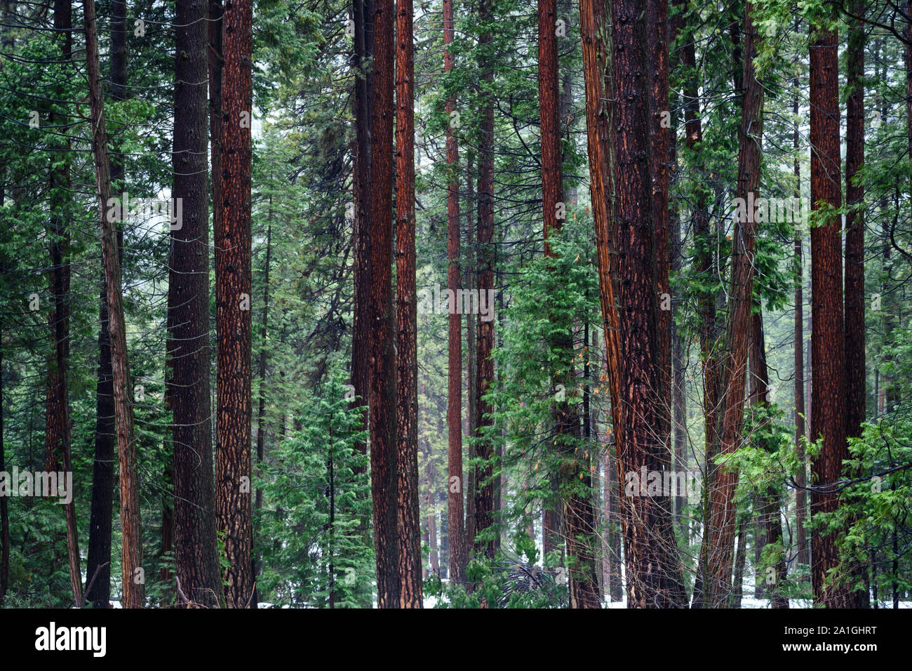 Redwood forest winter hi-res stock photography and images - Alamy