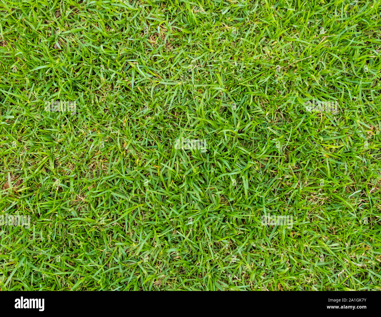 green grass top view background closeup outdoors with sunlight Stock ...