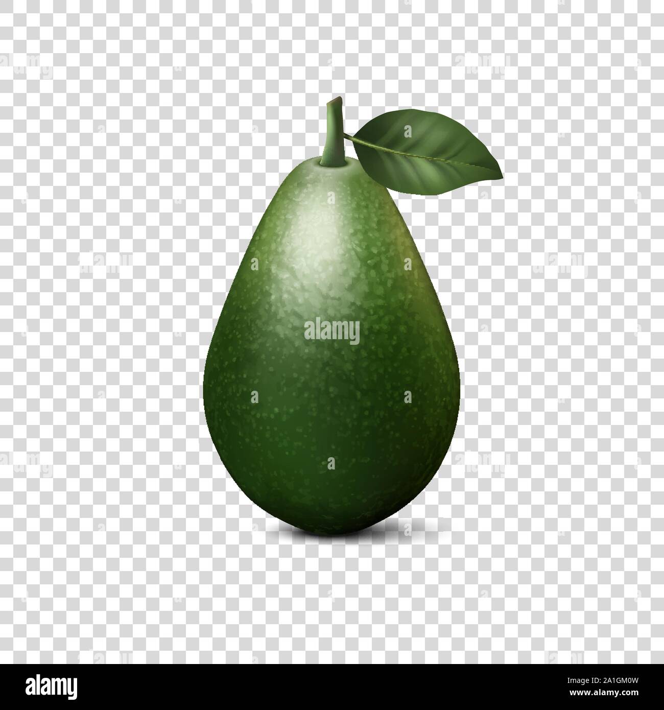 Vector 3d Realistic Whole Avocado with Leaf Closeup Isolated on ...
