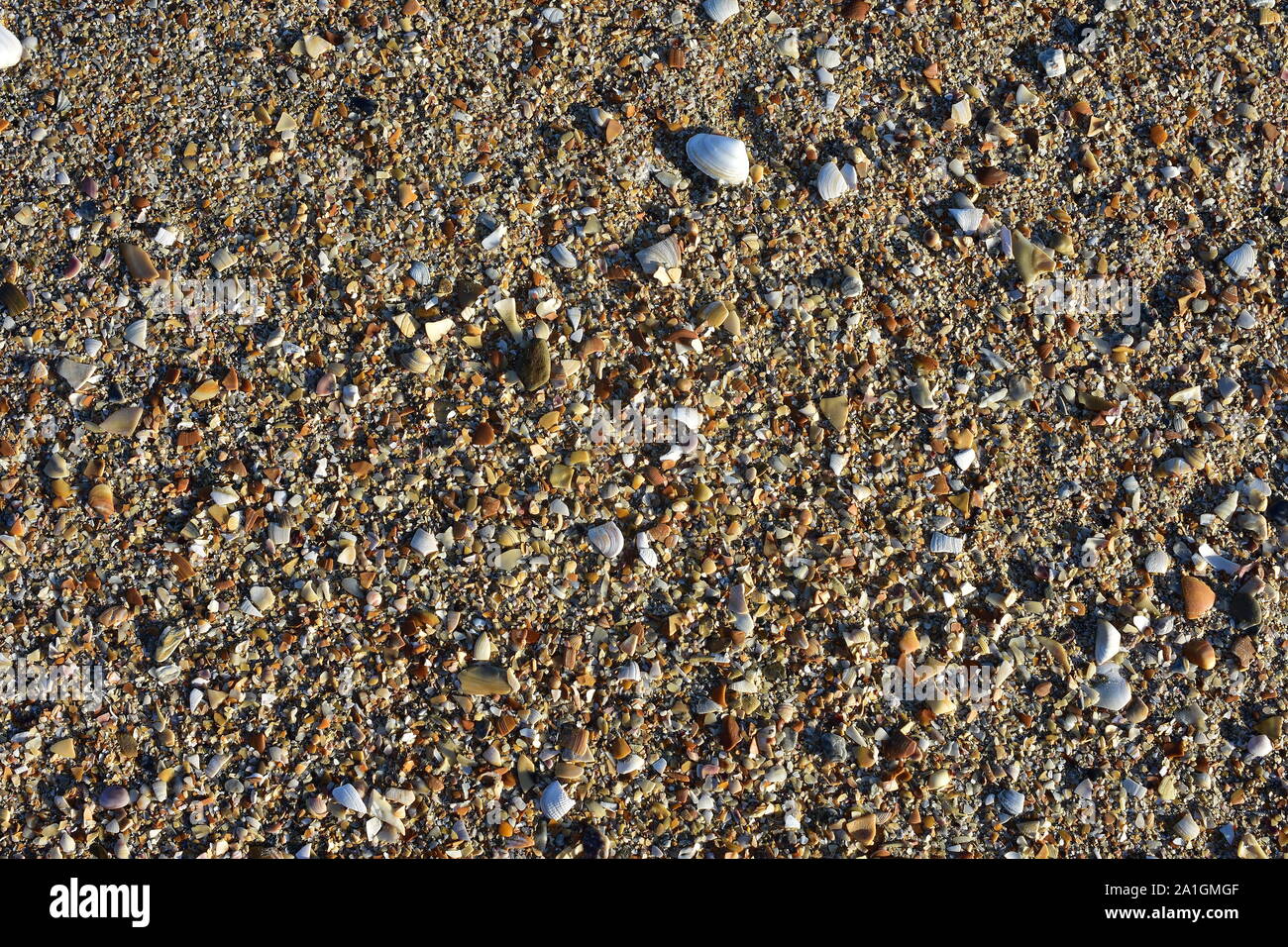 Detail of sand consisting mostly of tiny sea shell particles of various ...
