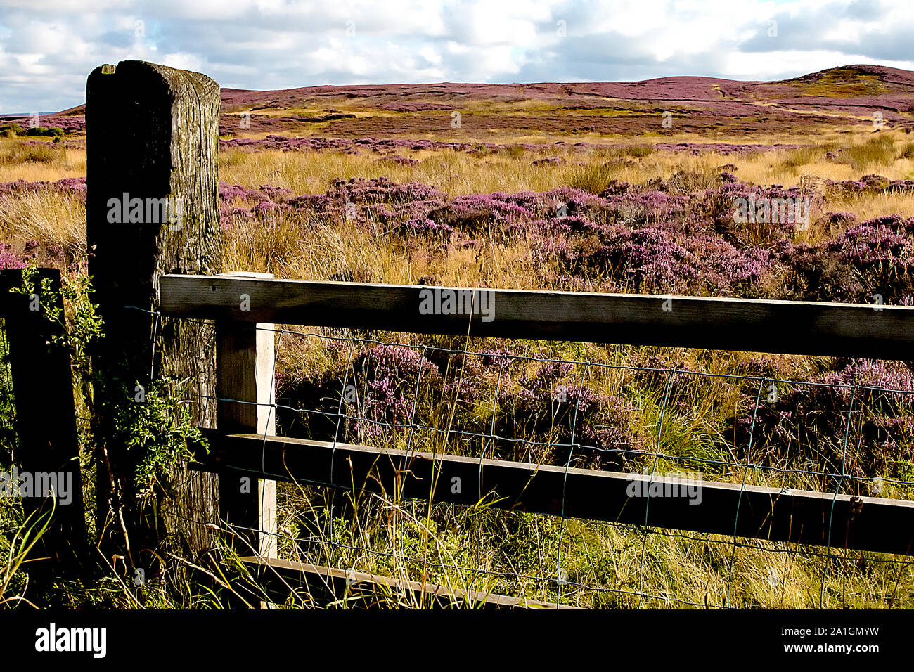 Fields of heather abound in the Yorkshire Moors, of England Stock Photo ...