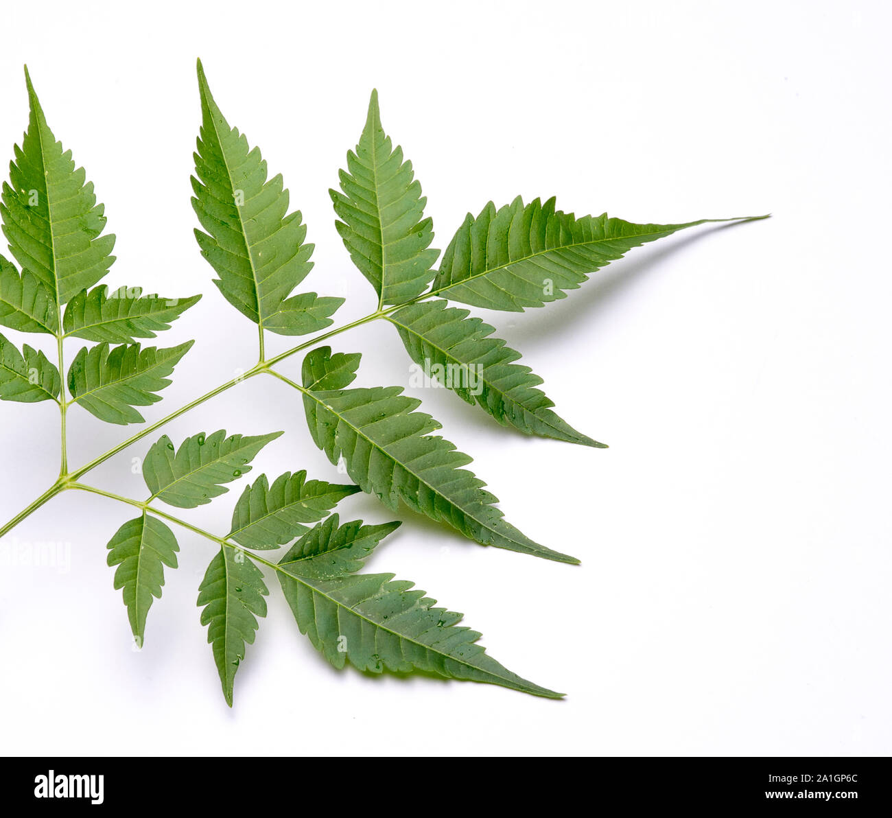 Details 300 neem leaf background - Abzlocal.mx