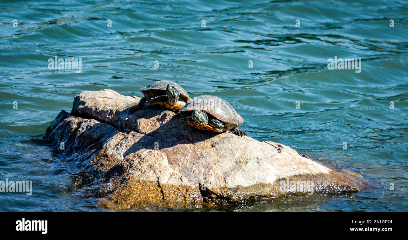 Turtle bathing sun hi-res stock photography and images - Alamy