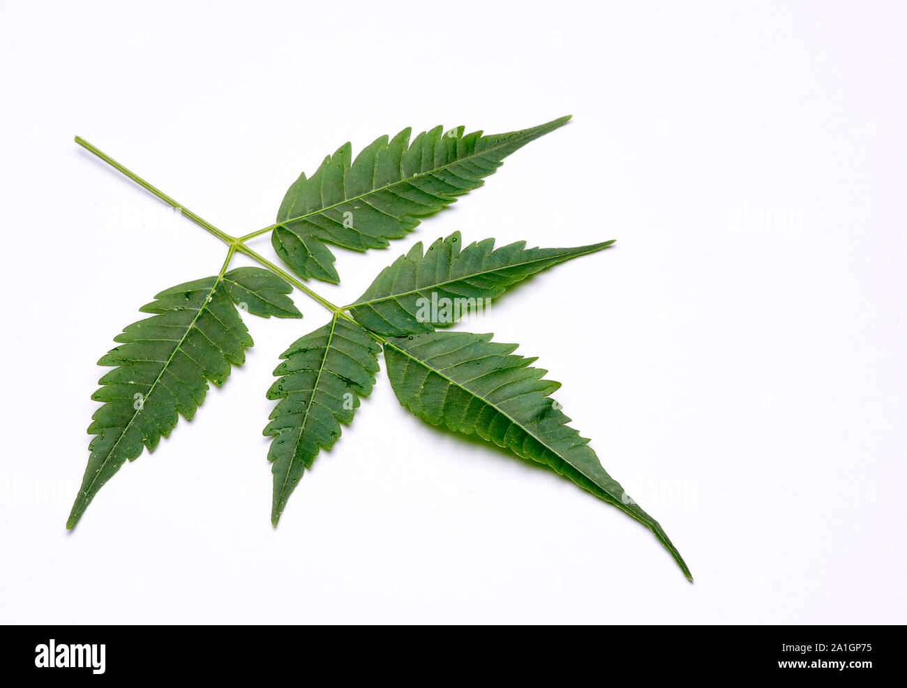 Neem leaf Cut Out Stock Images & Pictures - Alamy