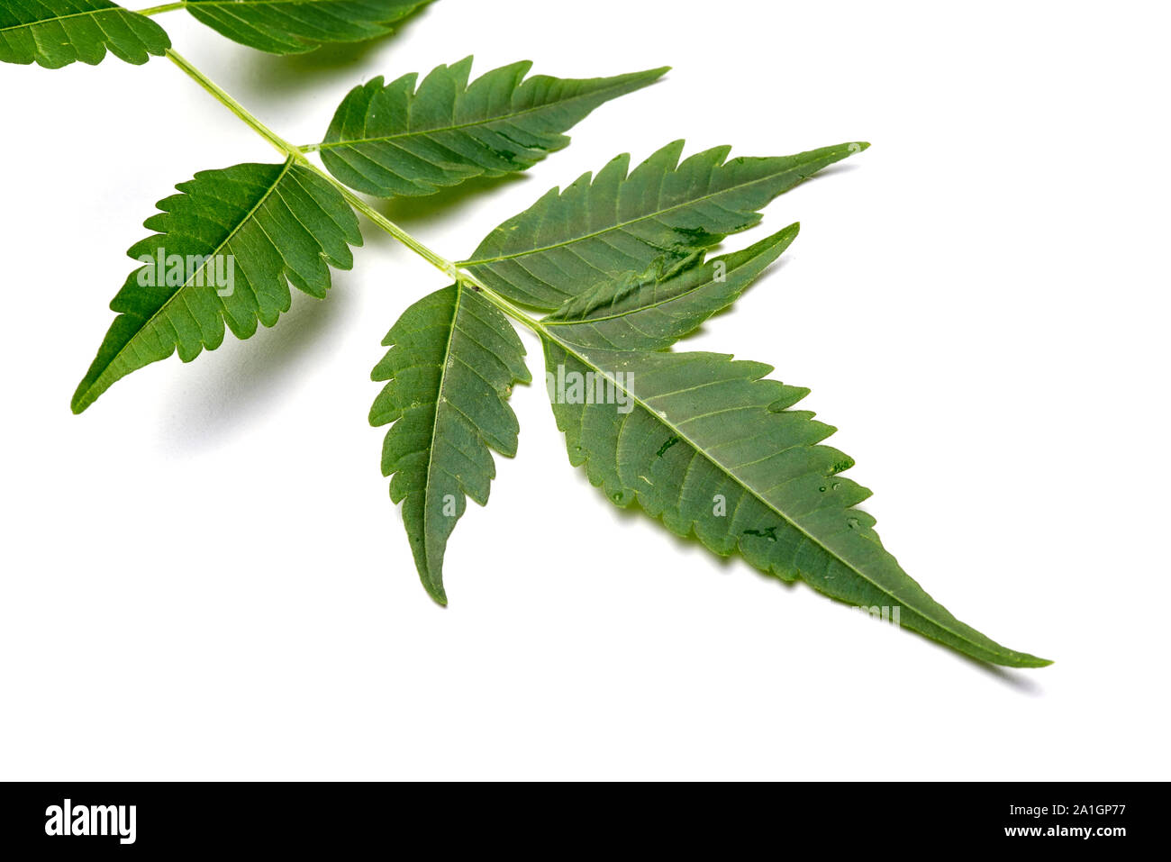 Closeup of Neem leaf in isolated white background Stock Photo - Alamy