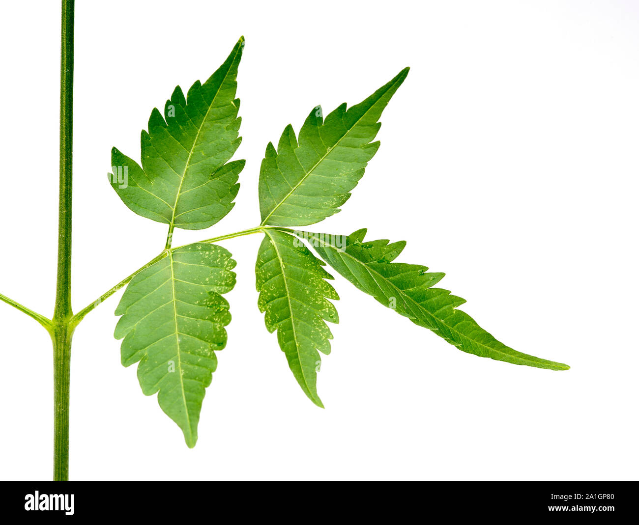 Neem leaf hi-res stock photography and images - Alamy