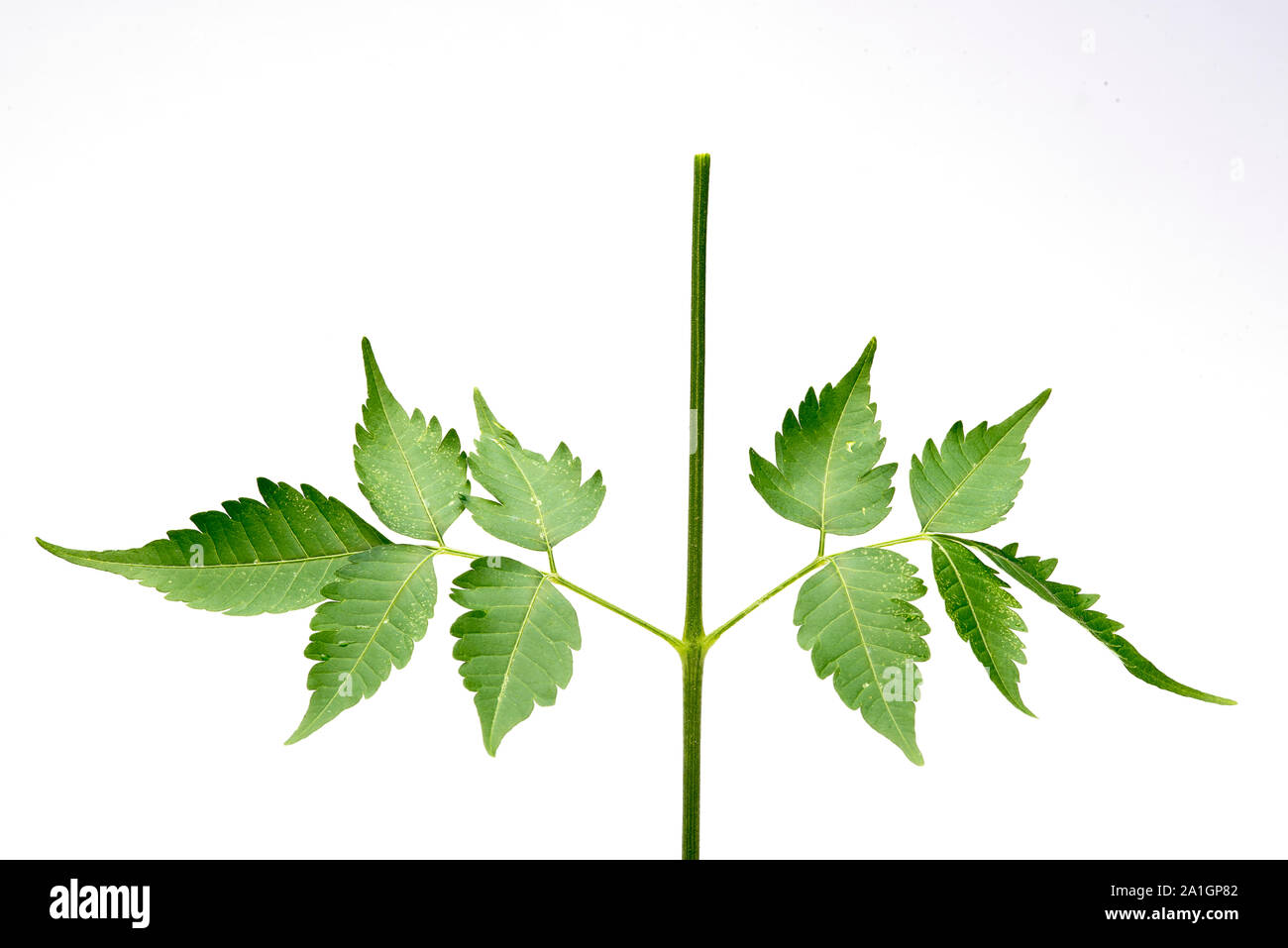 Closeup of Neem leaf in isolated white background Stock Photo - Alamy