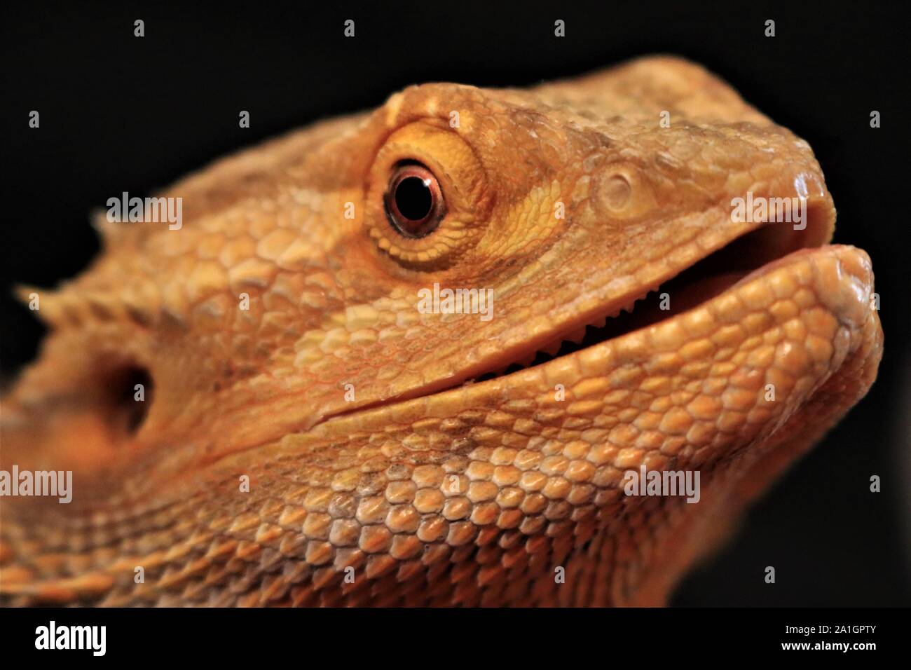 Happy bearded dragon hi-res stock photography and images - Alamy