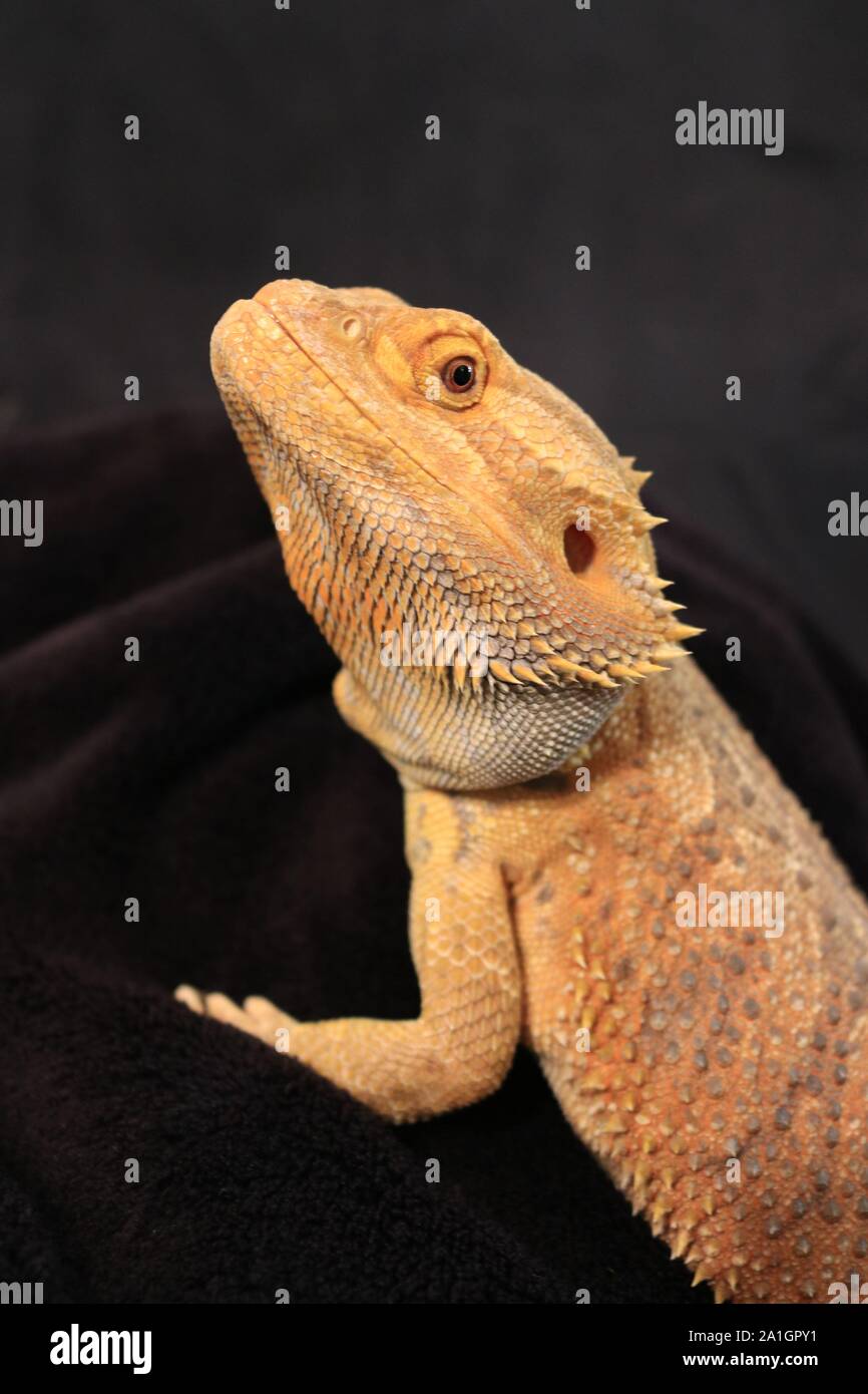 Happy bearded dragon hi-res stock photography and images - Alamy