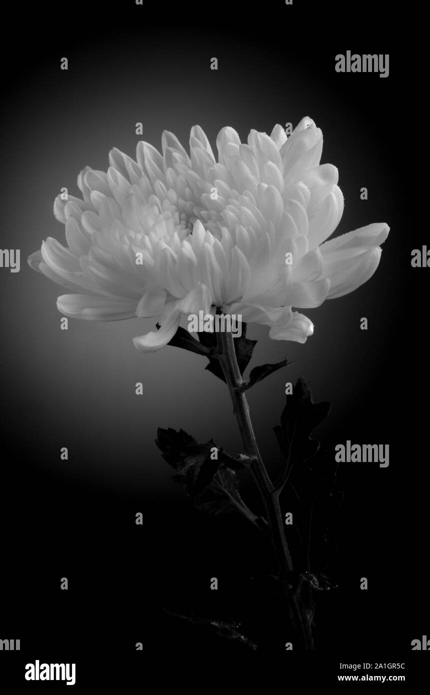 Cream flora Black and White Stock Photos & Images - Alamy