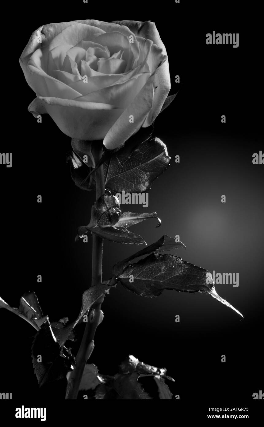 Pale delicate Black and White Stock Photos & Images - Alamy