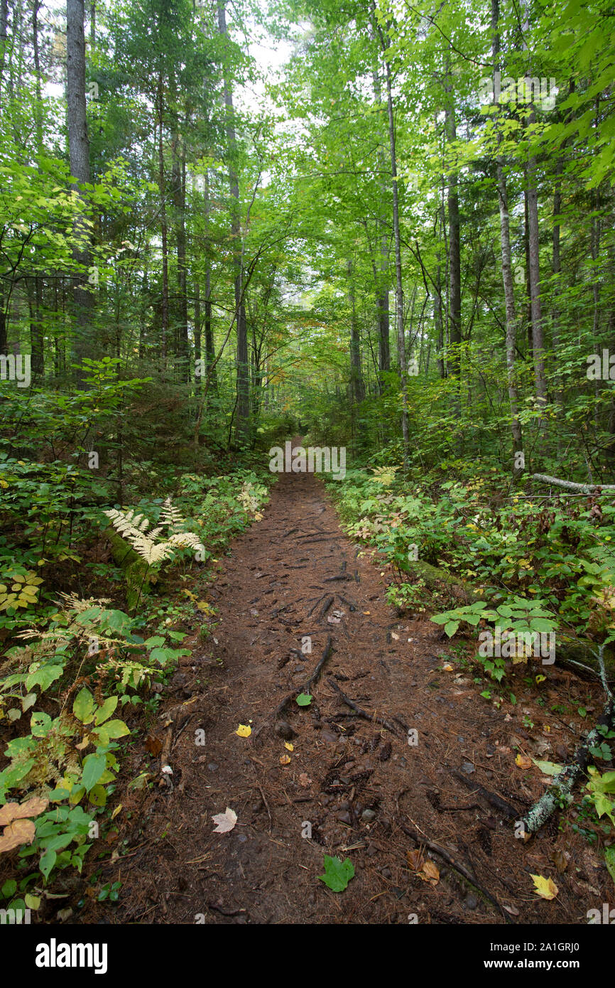 Forest on Barron Canyon trail in Algonquin Park in early autumn Stock ...