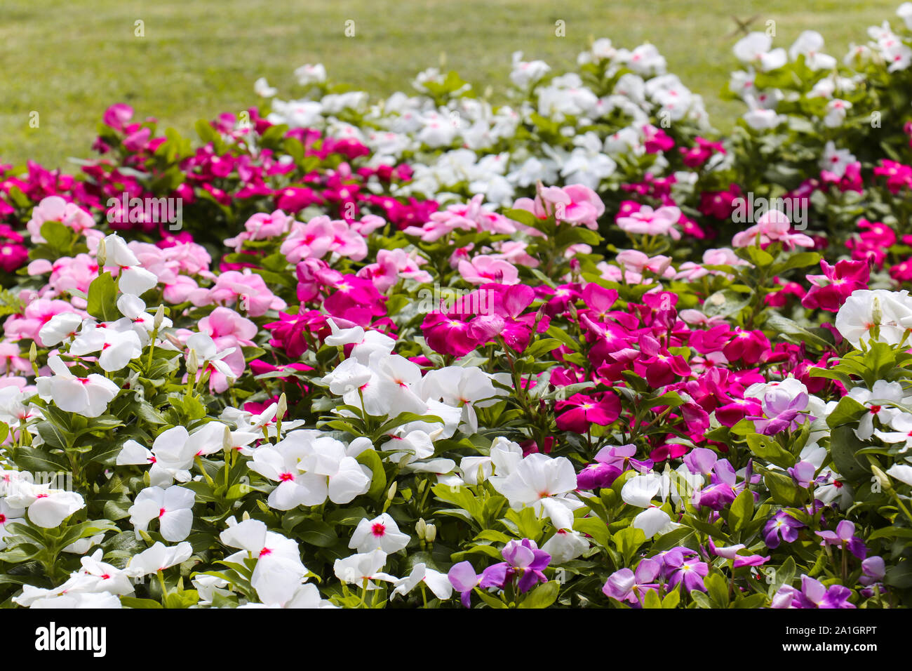 A multi-colored flower garden enhances the beauty Stock Photo - Alamy