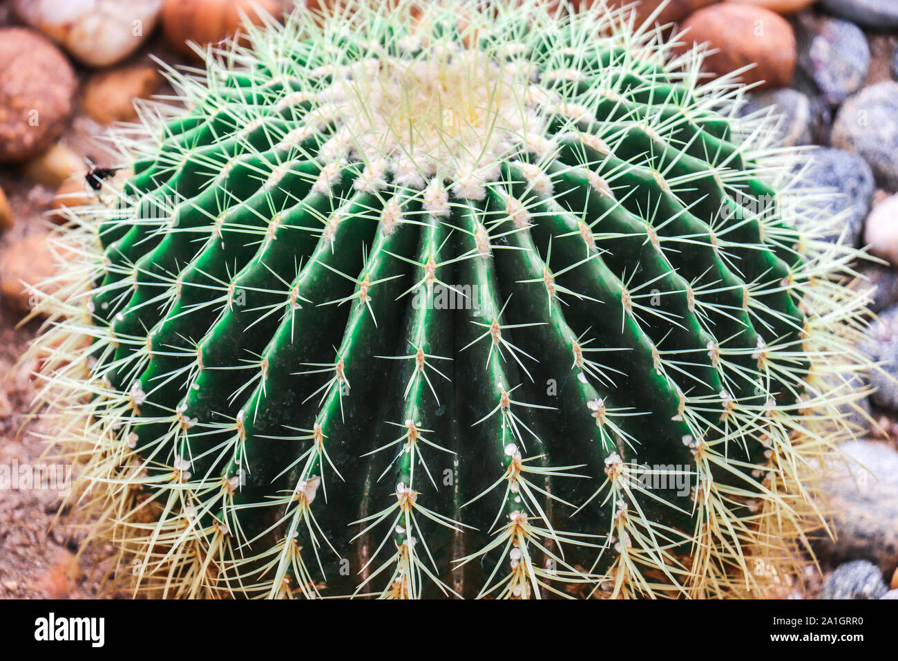 Sereus is a beautiful plant that is common in the Dry Zone Stock Photo ...