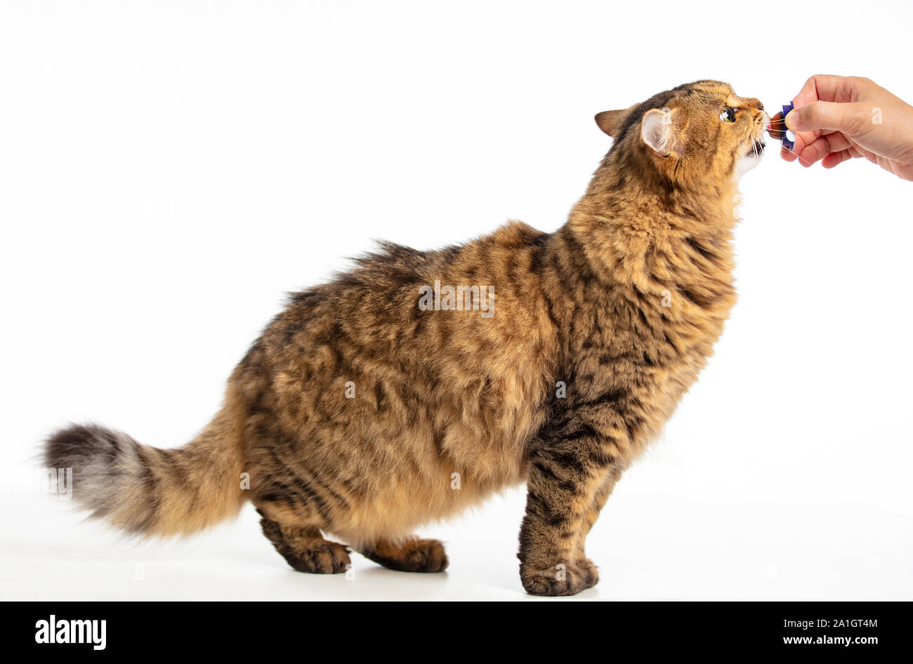 side view beautiful Siberian cat eating Stock Photo - Alamy