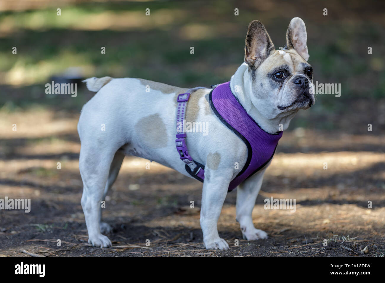 Curious Pied Female Frenchie Stock Photo - Alamy