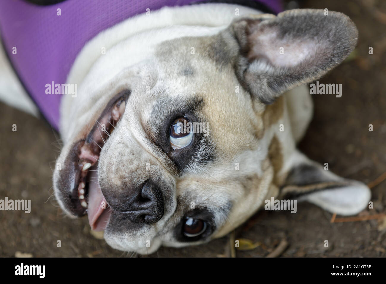 Playful Pied Frenchie Female Head Stock Photo - Alamy