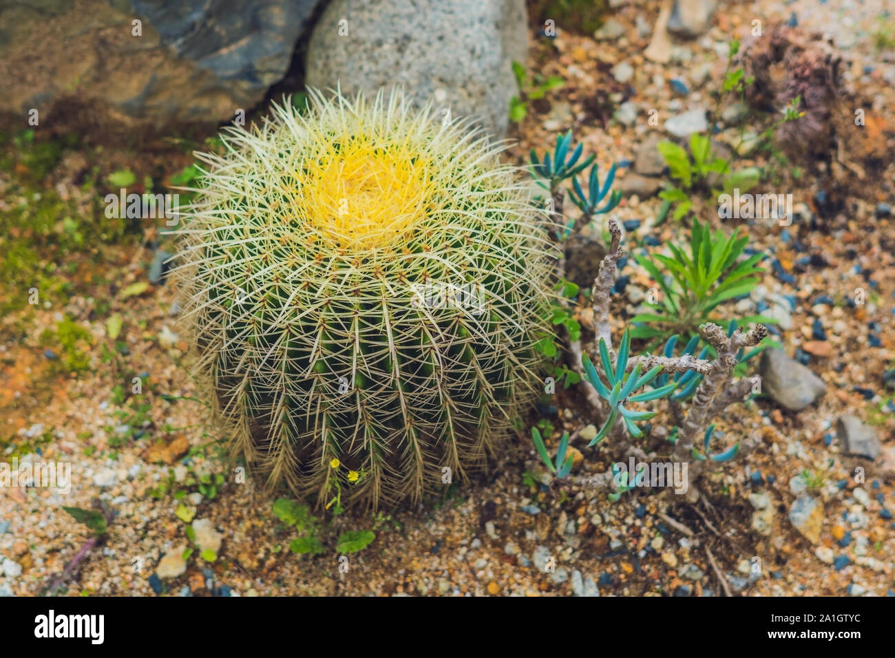 Big round cactus in a tropical park Stock Photo - Alamy