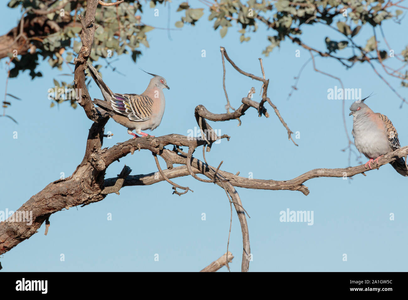 Australian native pigeon hi-res stock photography and images - Alamy