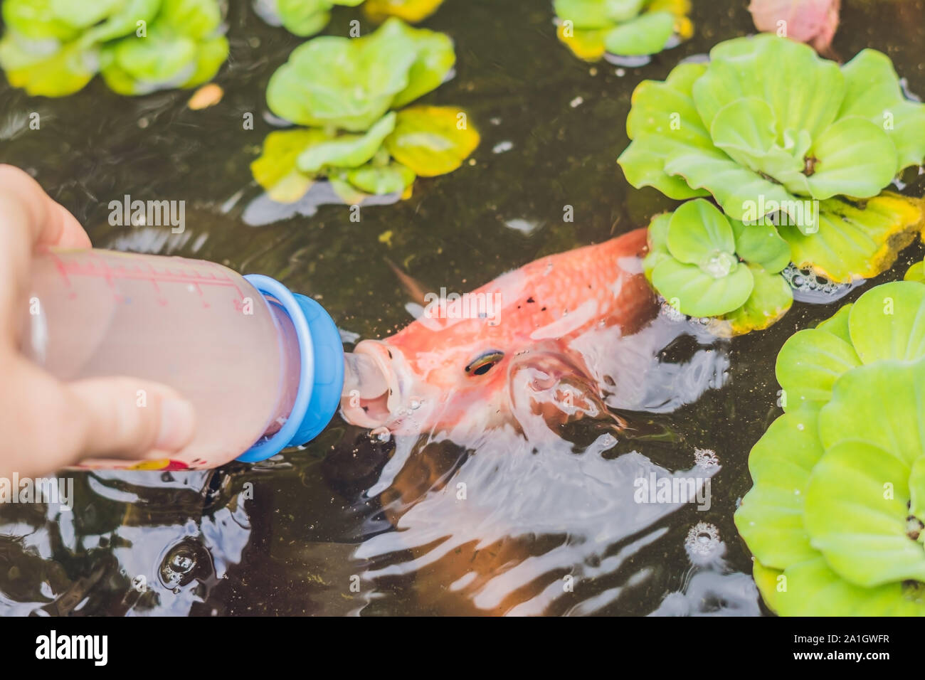 Infant eating fish hi-res stock photography and images - Alamy