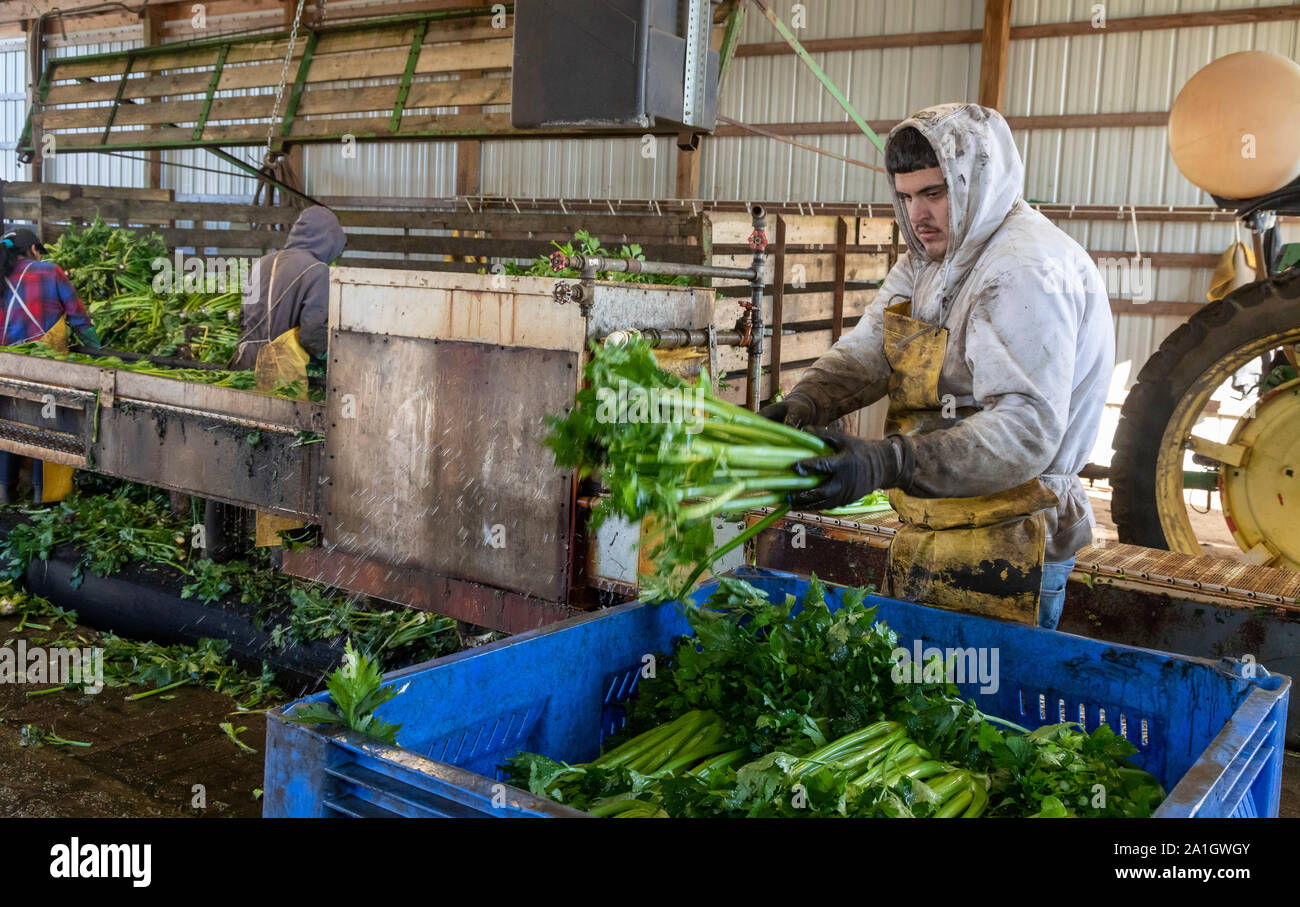 United farm workers mexican hi-res stock photography and images - Alamy