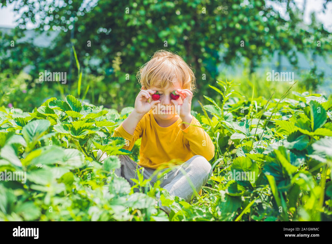 Berry Farm Australia High Resolution Stock Photography and Images - Alamy